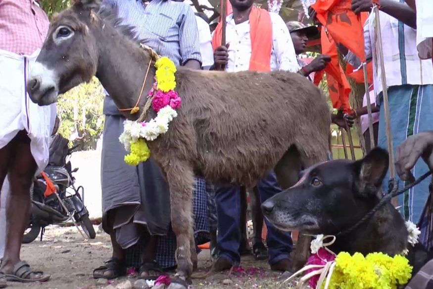 ”கழுதை பகவானே! காதலர் தினம் கொண்டாடுபவர்களுக்கு நல்ல புத்தி கொடு ...