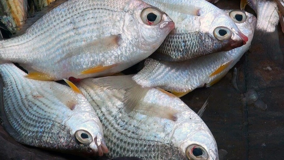 தினமும் மீன் சாப்பிடுவதால் கிடைக்கக்கூடிய முக்கிய நன்மைகளைப் பற்றி ...