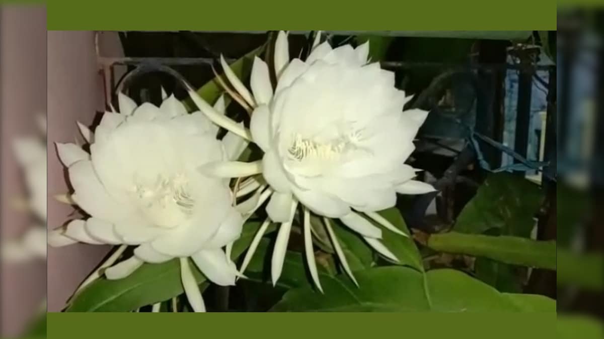 வருடத்திற்கு ஒருமுறை மட்டுமே பூக்கும் அரியவகை மலர்.. – News18 தமிழ்