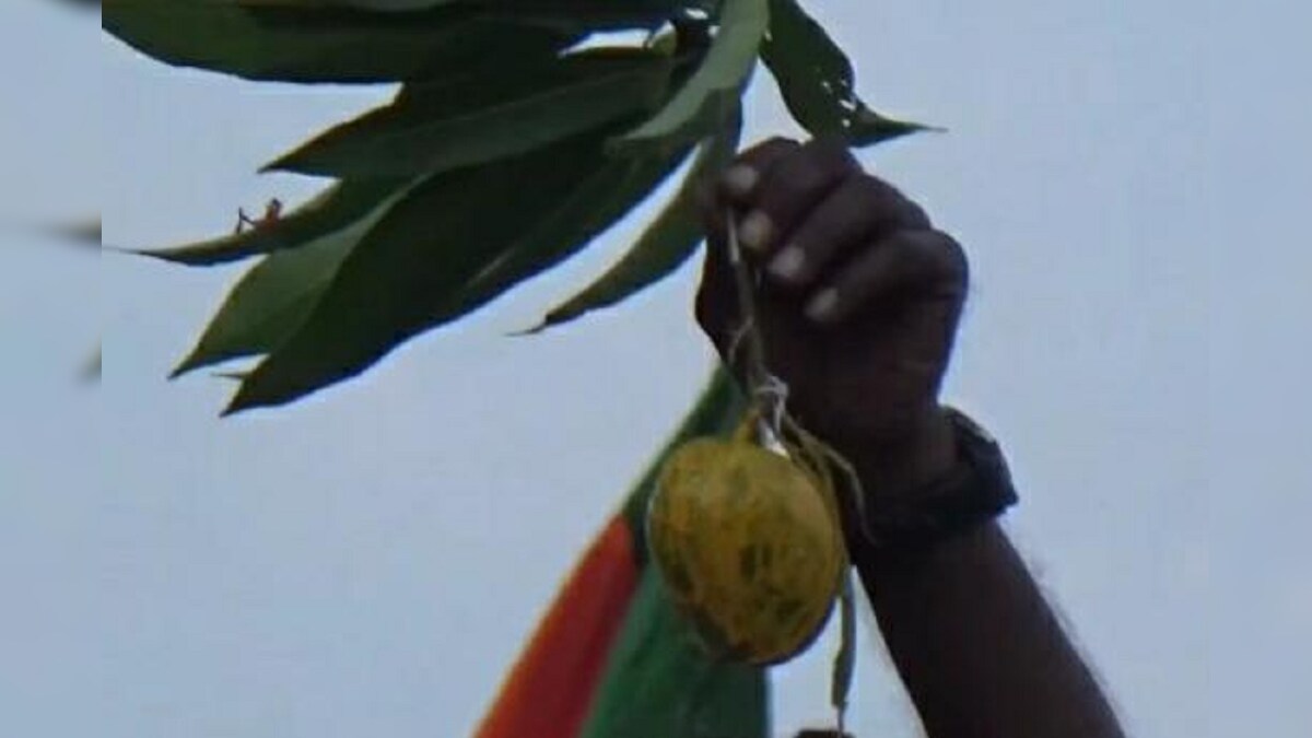 மாங்காய்க்கு மஞ்சள் பெயிண்ட் அடித்து வாக்கு சேகரித்த வேட்பாளர் – News18 ...