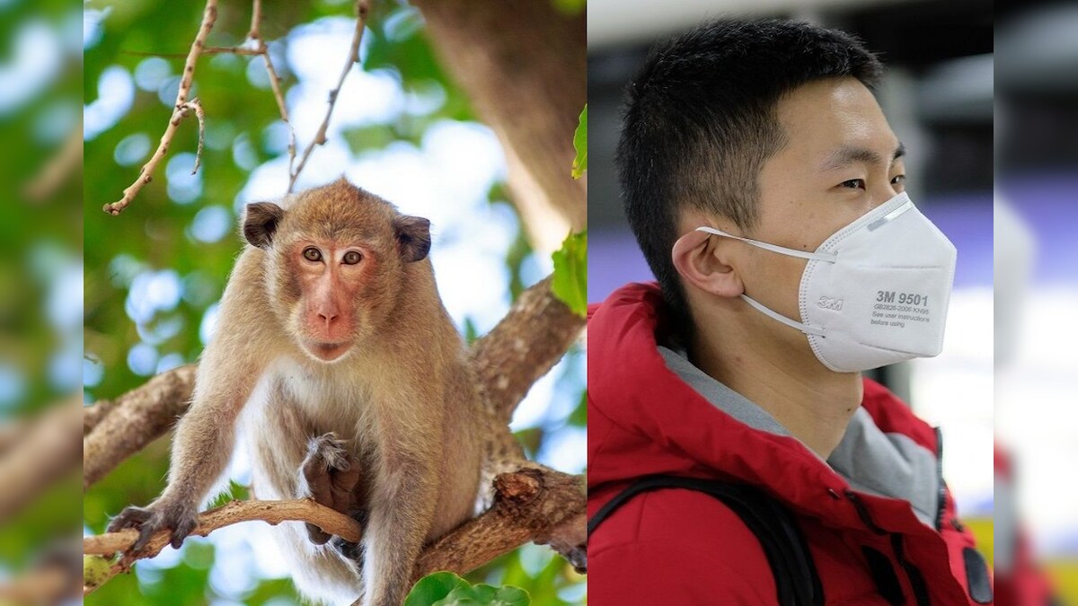 Monkey B Virus : சீனாவில் உருவெடுக்கும் குரங்கு பி வைரஸ் : அறிகுறிகள் ...