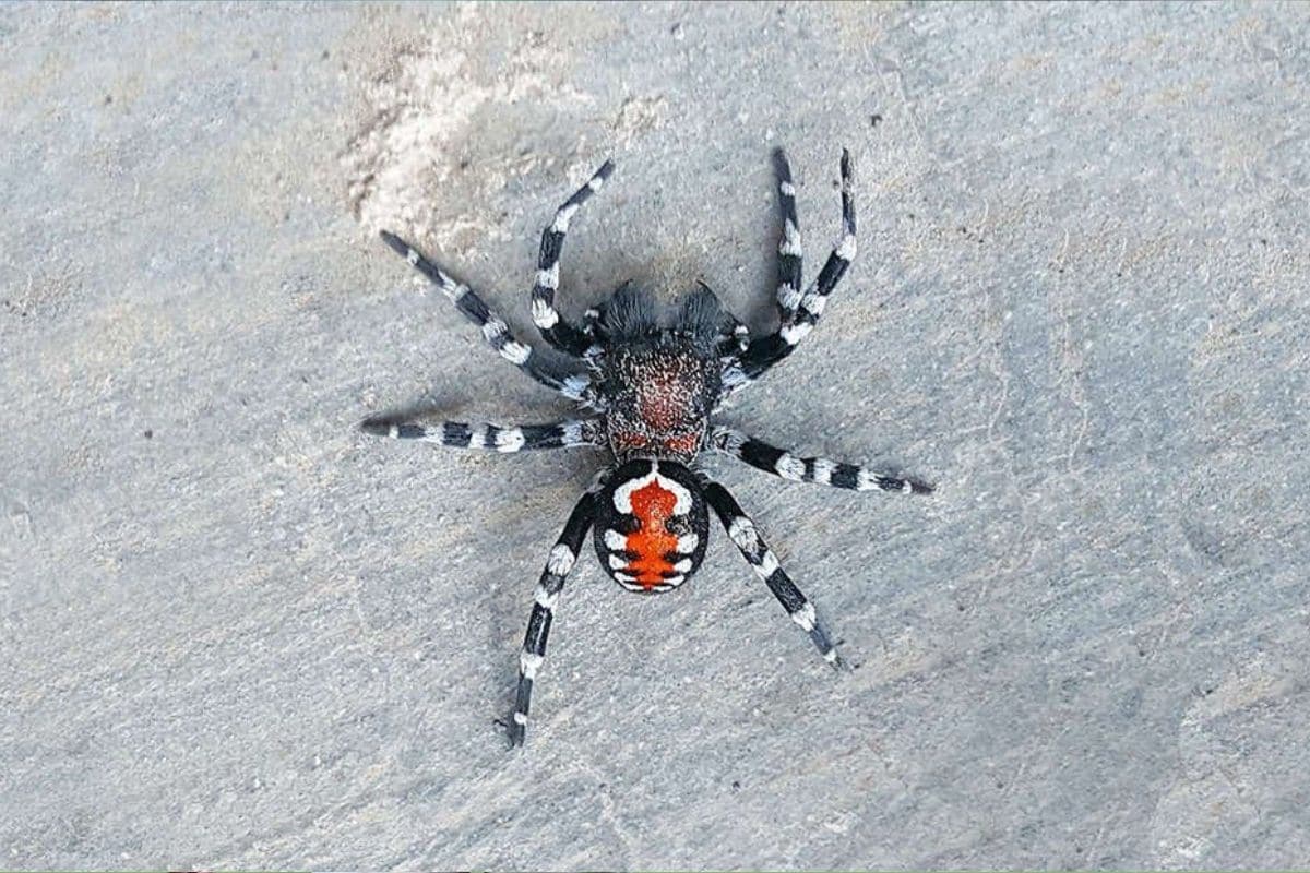 சிலந்திகள் வாரம்: உழவனின் நண்பன் சிலந்தி பற்றிய அரிய தகவல்கள்!– News18 ...