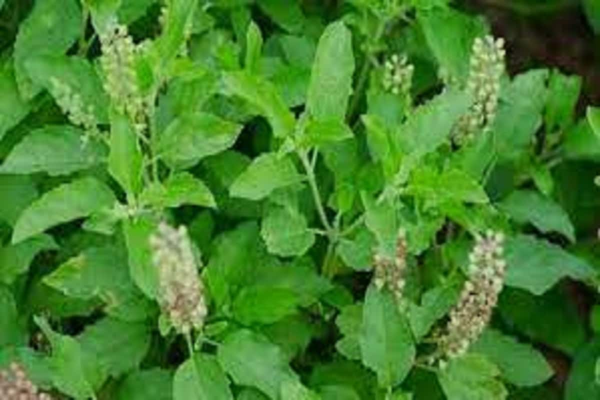 உங்கள் வீட்டில் துளசி செடி இருக்கா? அப்போ இதை மட்டும் செய்யாதீங்கள் ...