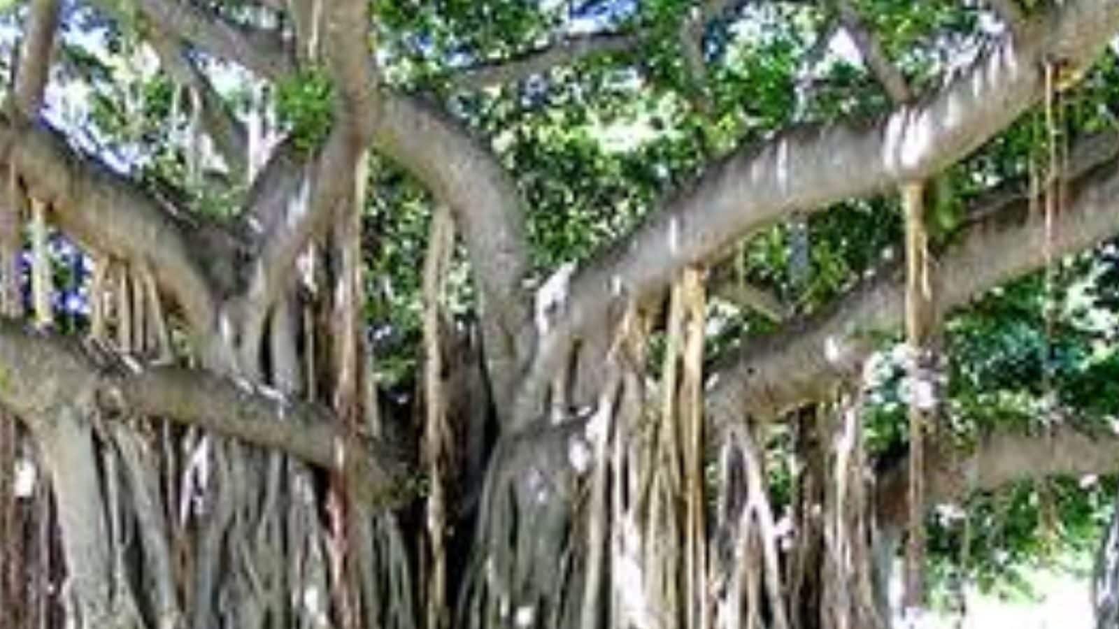 தெய்வீக விருட்சங்களும் அதன் பலன்களும்! - News18 தமிழ்