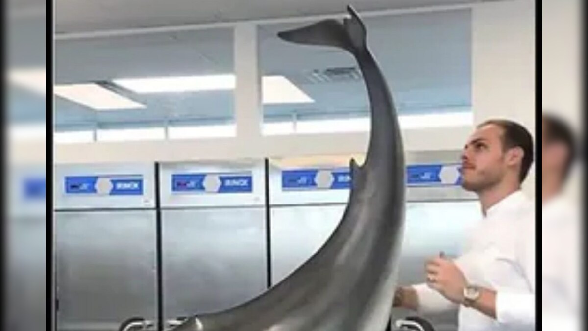 சாக்லேட் திமிங்கலைத்தை சாப்பிடுவீர்களா? – News18 தமிழ்