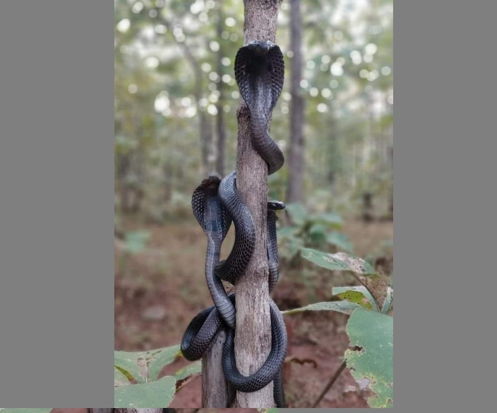 சிலை போல் நிற்கும் கருநிற நாகங்கள் – News18 தமிழ்