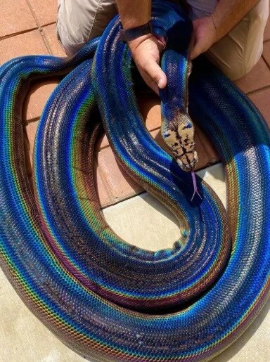 வாயில் இருந்து வரும் பெரிய சிலந்தி ... வைரலாகும் இணையவாசிகளிடையே பயத்தை ...