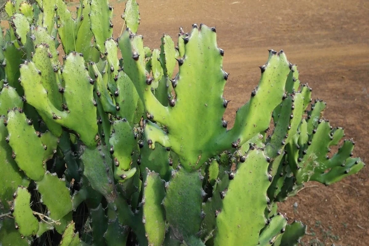 Vastu tips | வீட்டில் இந்த செடிகளை வளர்க்க கூடாதாம்... ஏன் தெரியுமா ...