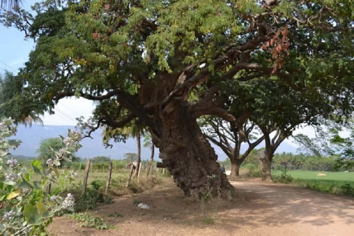 Vastu tips | வீட்டில் இந்த செடிகளை வளர்க்க கூடாதாம்... ஏன் தெரியுமா ...