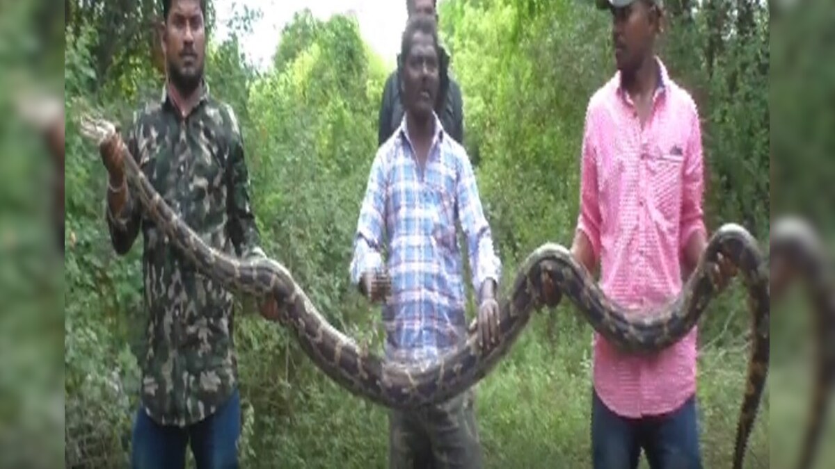 மேய்ச்சலுக்கு சென்ற ஆட்டுக்குட்டியை விழுங்க முயன்ற மலைப்பாம்பு - News18 ...