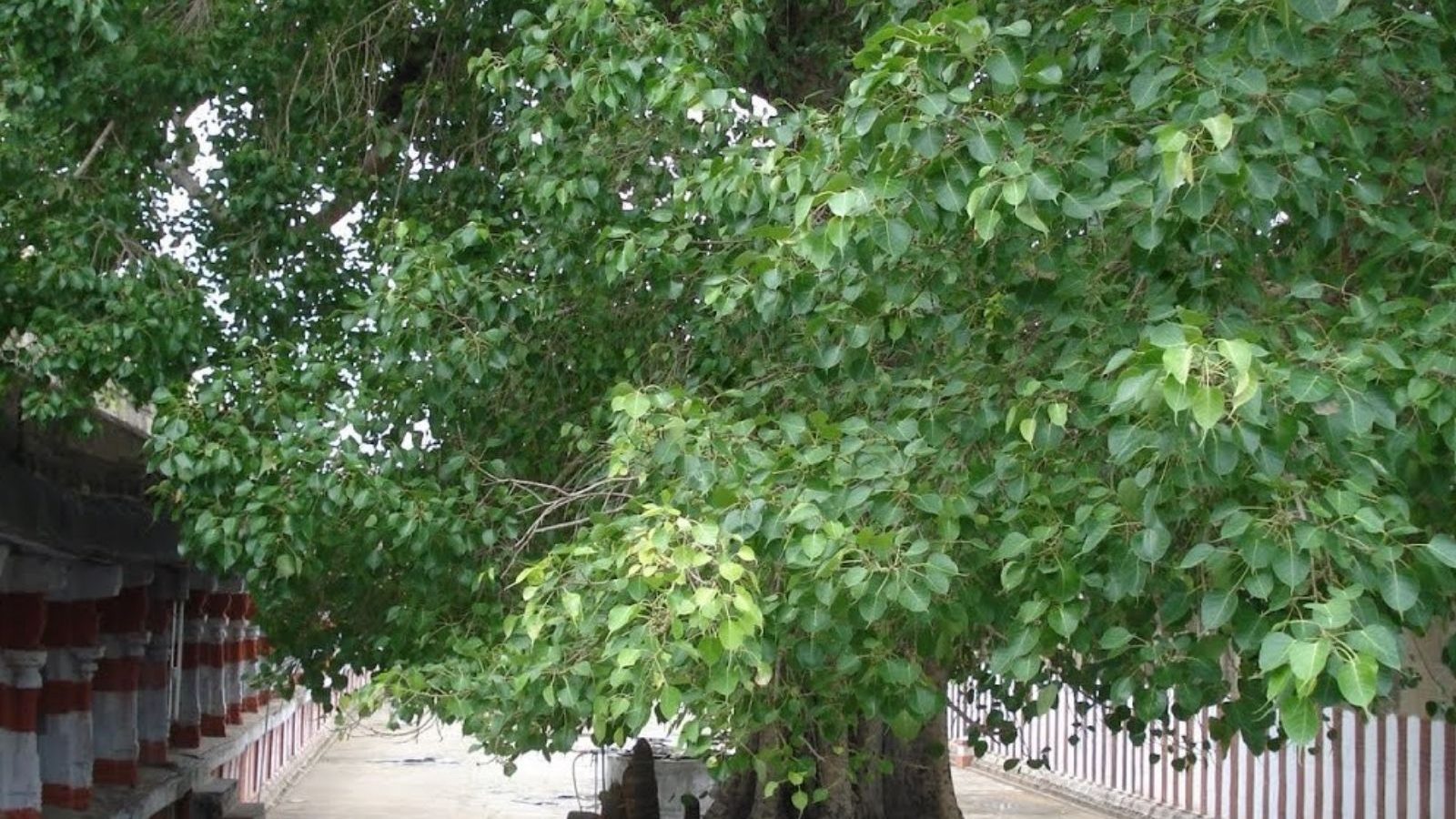 ஆன்மிகத்தில் ஒளிந்திருக்கும் அறிவியல் பற்றி உங்களுக்கு தெரியுமா ...