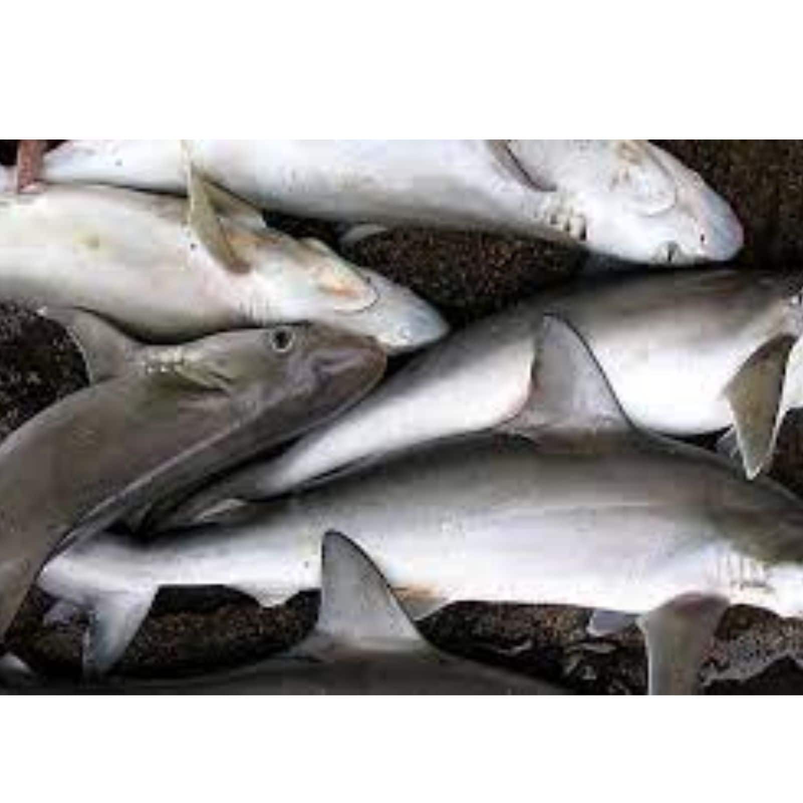 புட்டு சாப்பிட்டிருப்பீங்க... சுறா புட்டு சாப்பிட்டிருக்கீங்களா ...