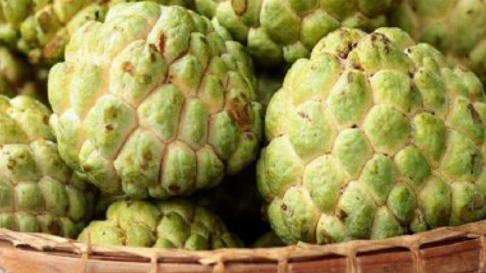 Seetha fruit | இதய நோயாளிகள், நீரிழிவு நோயாளிகள் சீத்தாப்பழத்தை ...