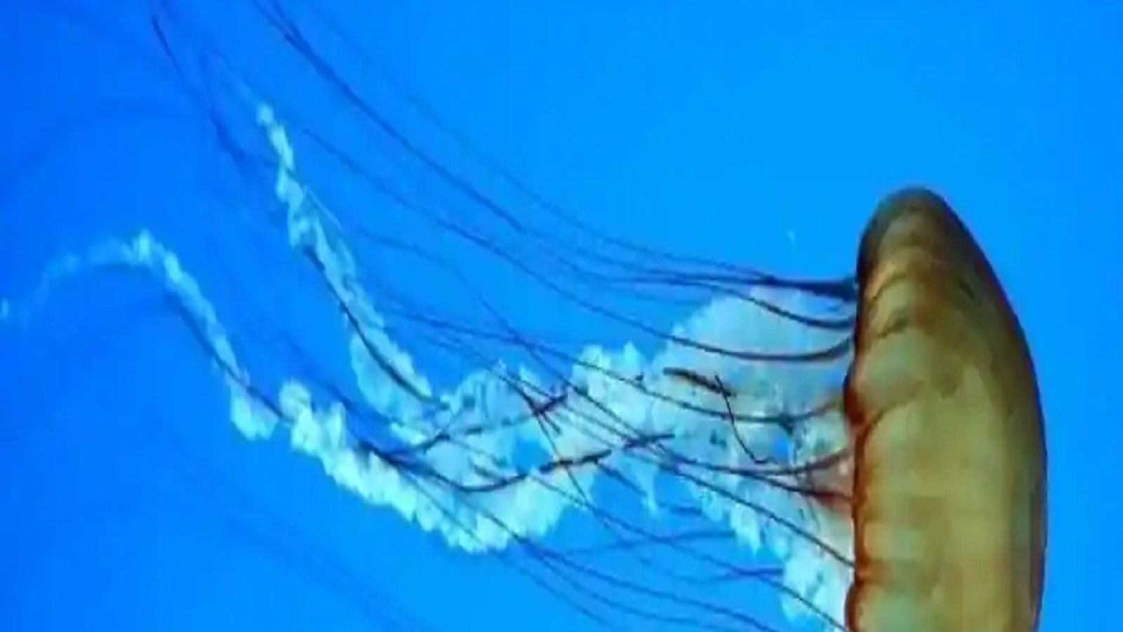 14-year-old boy loses life after getting stung by box jellyfish at ...