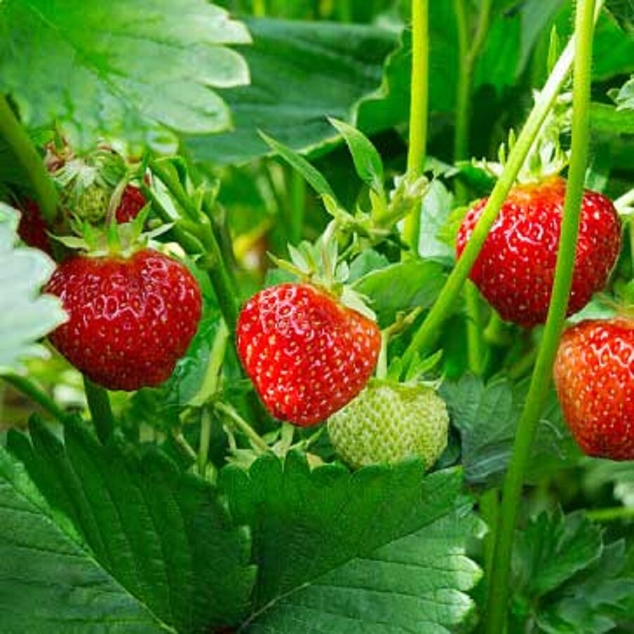 Strawberry: ஸ்ட்ராபெர்ரி பழத்தில் இவ்வளவு நன்மைகள் உள்ளதா?