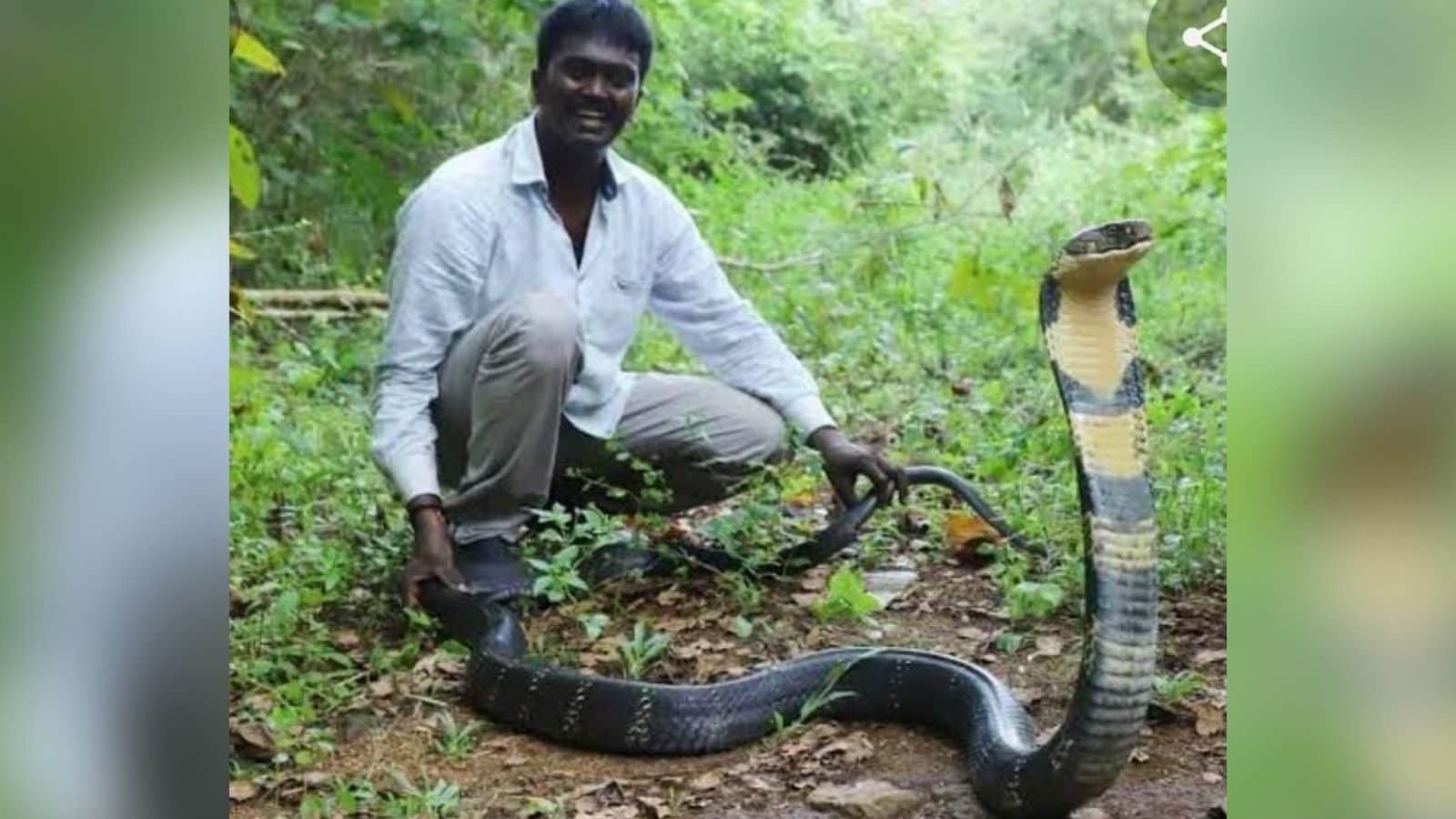 King Cobra : 12அடி நீள ராஜ நாகத்தை அலேக்காக தட்டித் தூக்கிய வாவா சுரேஷ் ...