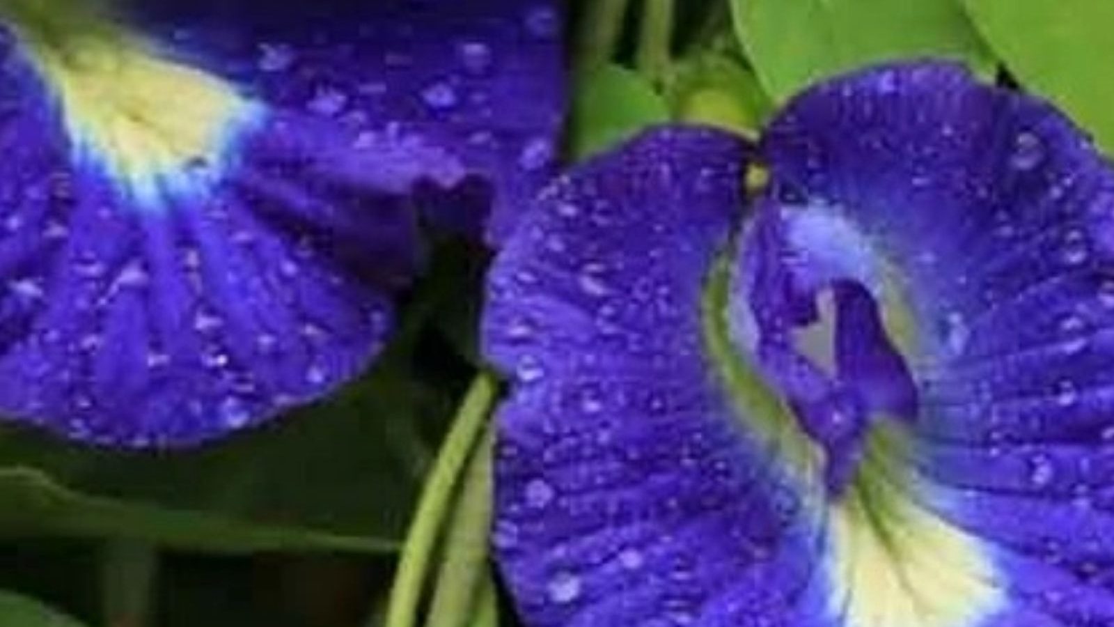 சங்குப்பூவின் நன்மைகள் பற்றி தெரியுமா? - News18 தமிழ்