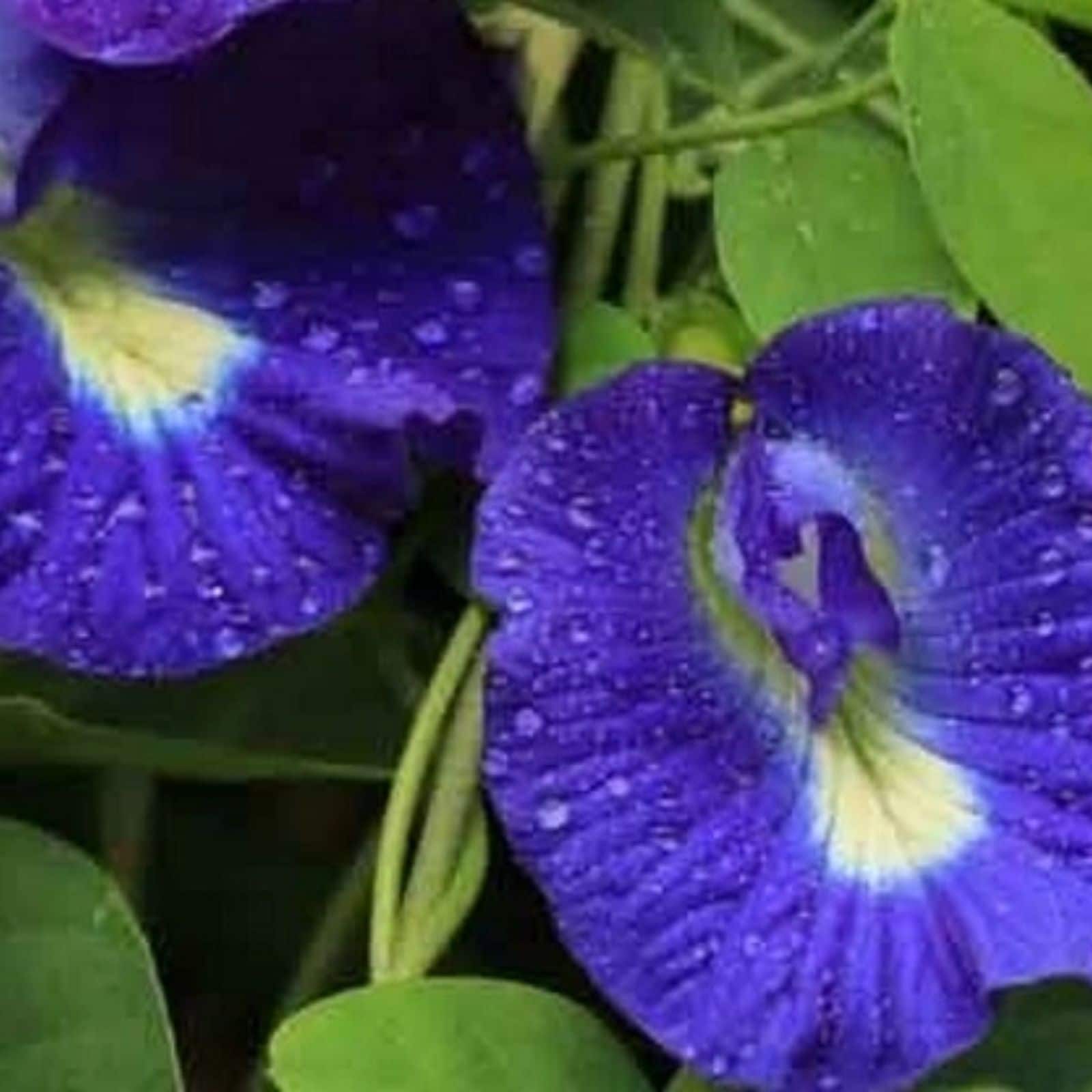 சங்கு பூவில் டீ போட்டு குடிப்பதால் இத்தனை நன்மைகளா..? – News18 தமிழ்