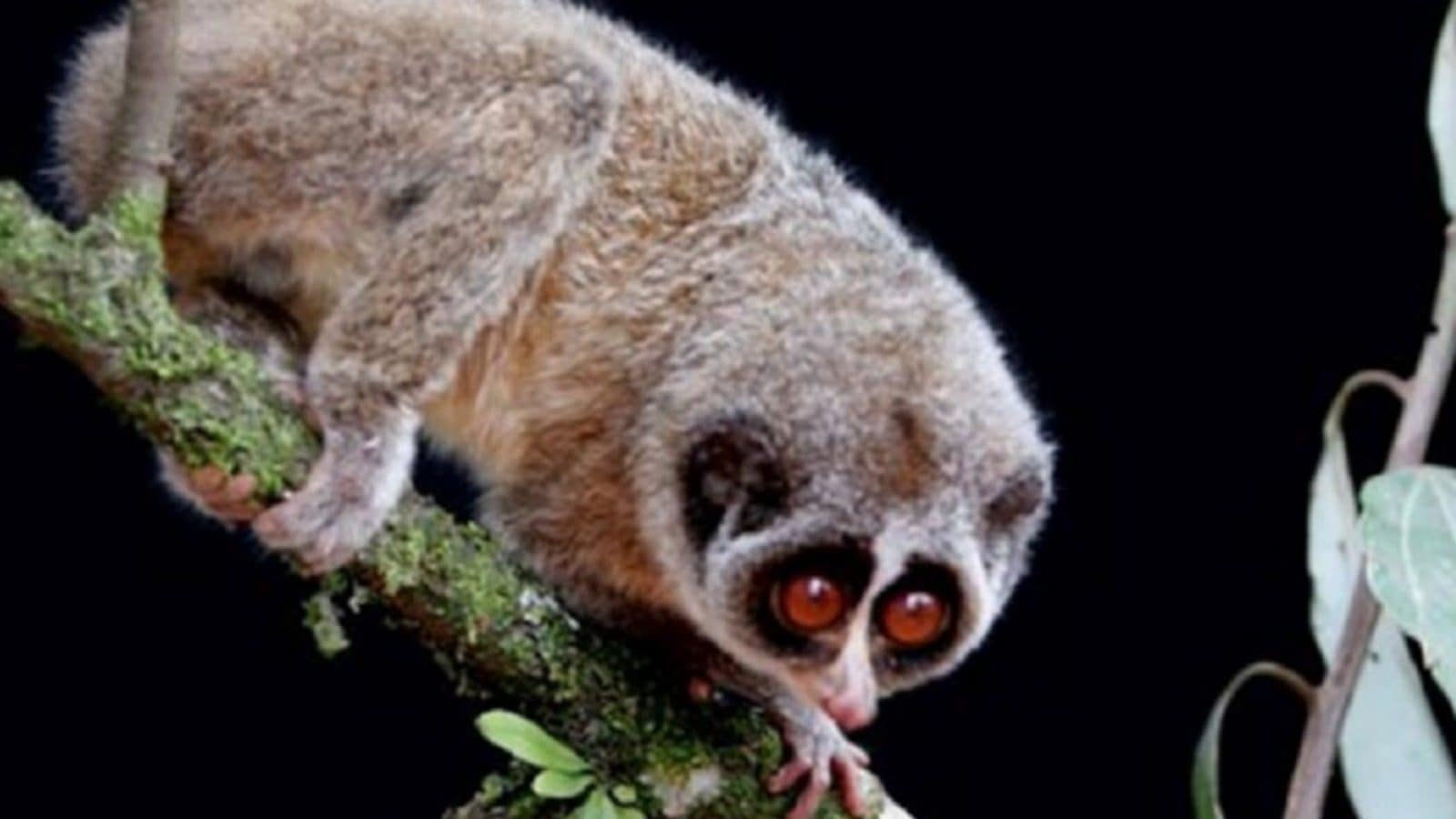 தேவாங்கு வன உயிரின சரணாலயம் அமைக்க தமிழக அரசு திட்டம் - வனத்துறையின் ...