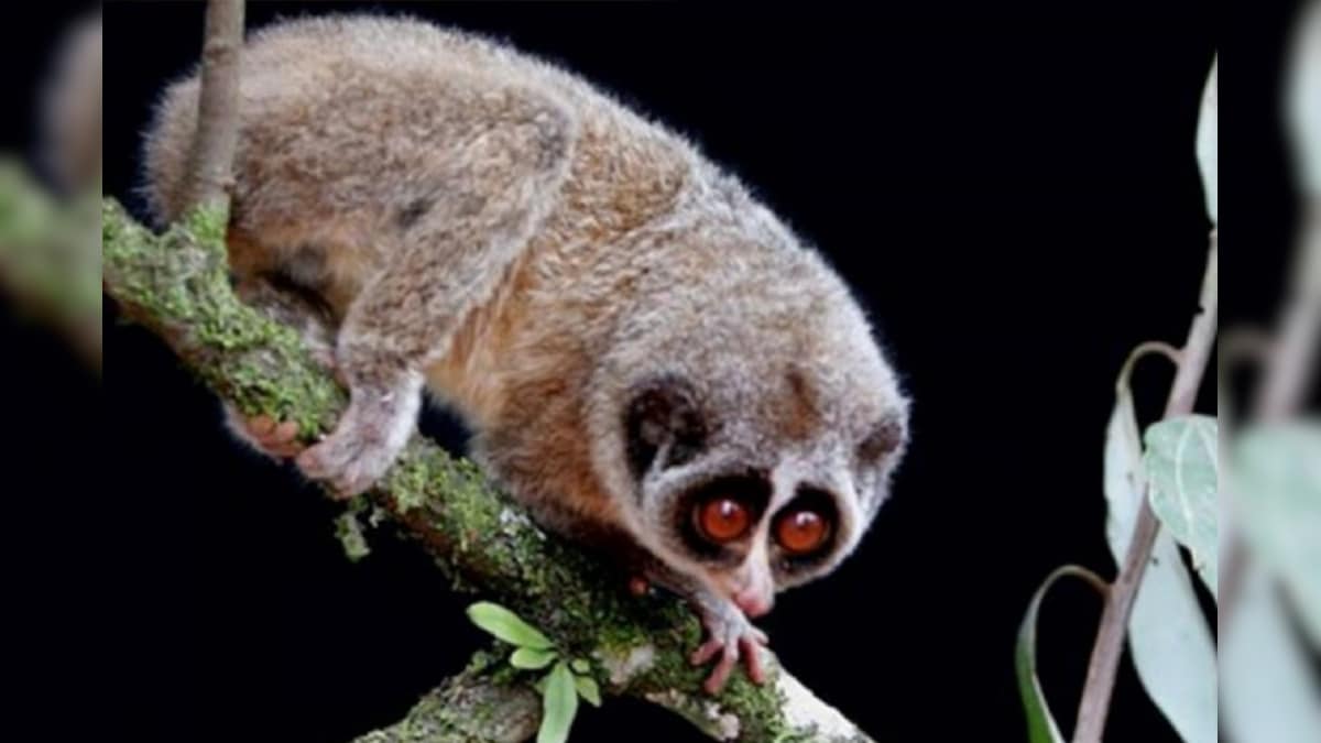 தேவாங்கு வன உயிரின சரணாலயம் அமைக்க தமிழக அரசு திட்டம் – News18 தமிழ்