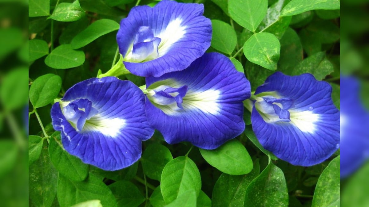 சங்கு பூக்கள் (கருவிளை மலர்கள்) தரும் ஆரோக்கிய நன்மைகள்... – News18 தமிழ்