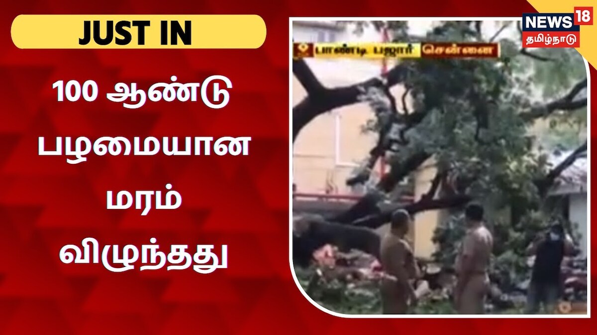 பாண்டி பஜாரில் நூறு ஆண்டுகள் பழமையான மரம் விழுந்தது
