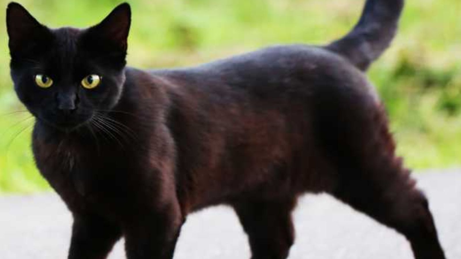 கருப்பு பூனை குறுக்கே வந்தால் மக்கள் தங்கள் பயணத்தை ஏன் ...