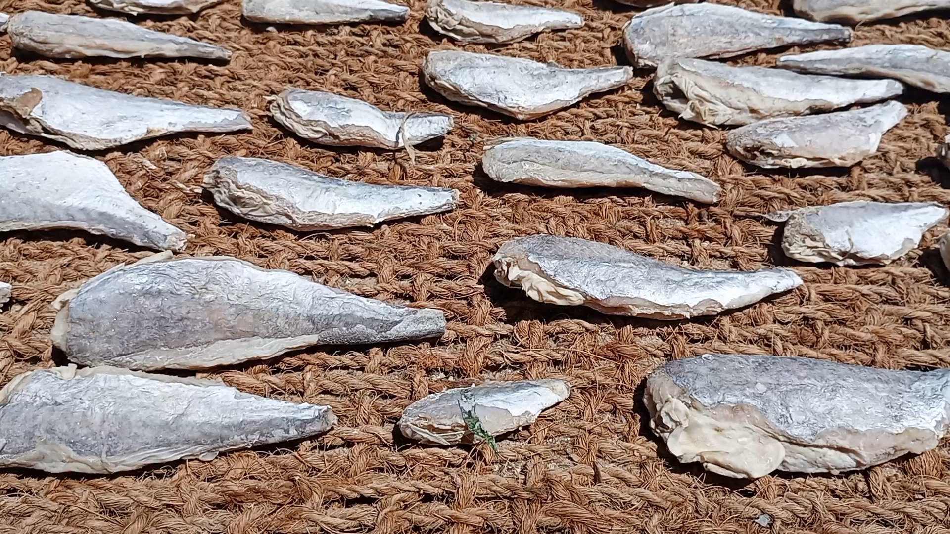 வரத்து அதிகரிப்பால் மீன்களை கருவாடாக்கும் பணியில் மீனவர்கள் – News18 தமிழ்