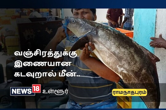 வஞ்சிரம் மீன் சுவைக்கு இணையான கடவுறால் மீனின் சிறப்புகள்... – News18 தமிழ்