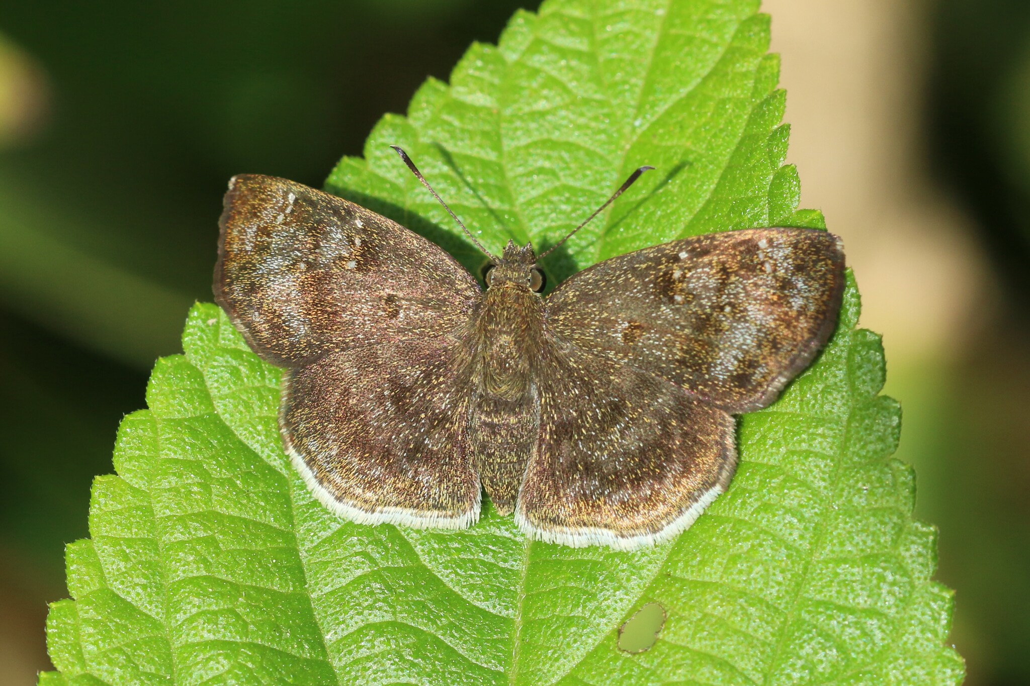 திருச்சி பச்சமலையில் 109 வகையான வண்ணத்துப்பூச்சி இனங்கள் கண்டுபிடிப்பு ...