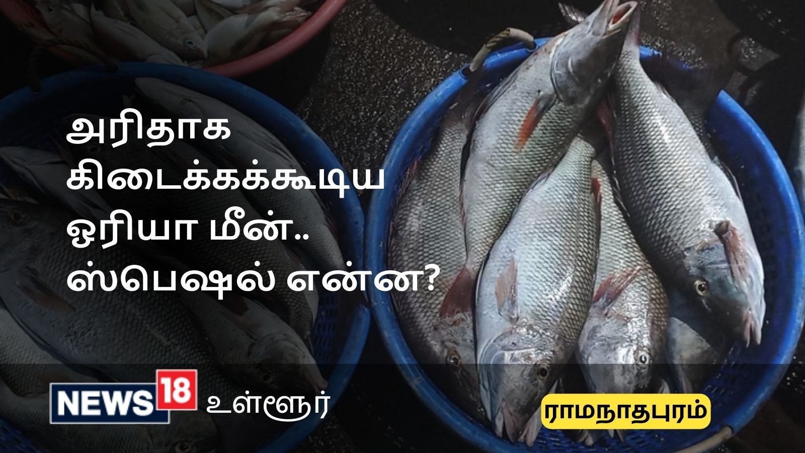 விளை மீன் வகைகளில் இது தான் முதல் தரம்.. அரிதான ஓரியா (Emperor) மீனின் ...