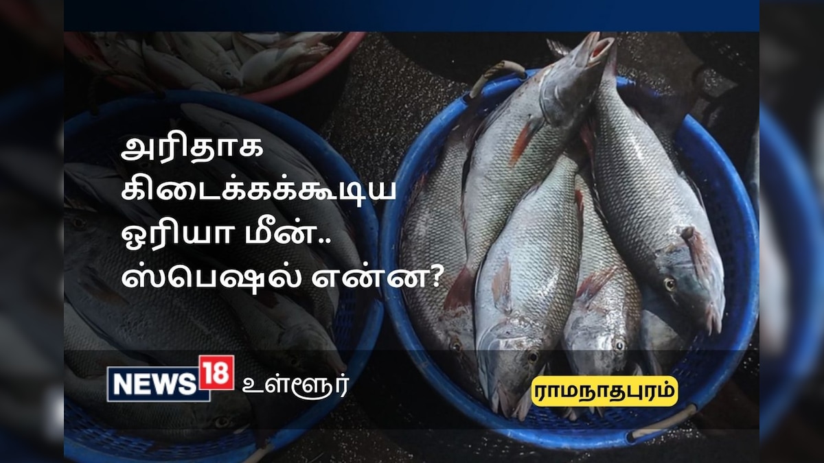 விளை மீன் வகைகளில் இது தான் முதல் தரம்.. அரிதான ஓரியா (Emperor) மீனின் ...