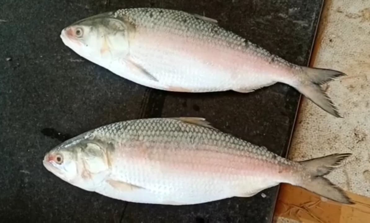 புதுச்சேரியில் 9000 ரூபாய்க்கு ஏலம் போன அரிய வகை புலாசா மீன் ...