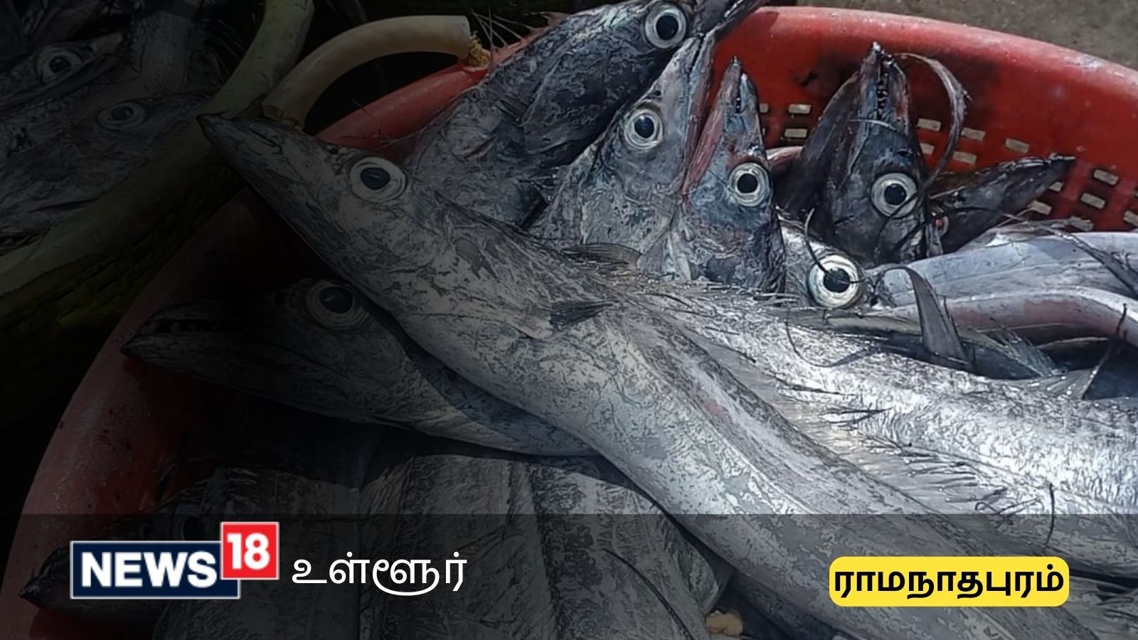 மன்னார் வளைகுடா பகுதியில் பிடிபடும் சாவாளை மீனின் சிறப்புகள் தெரியுமா?