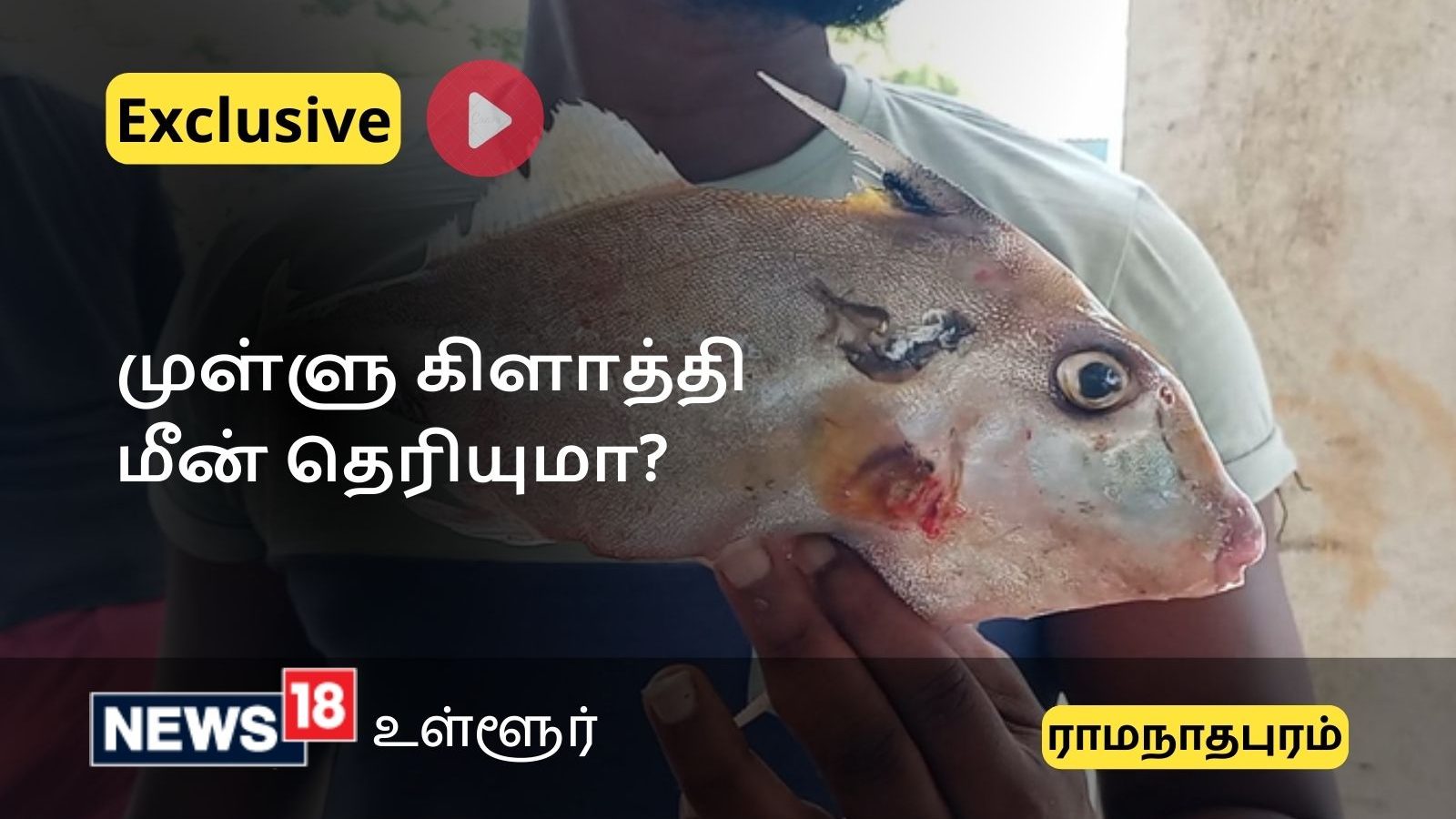 முள்ளு கிளாத்தி மீன்‌ தெரியுமா? உடம்பெல்லாம் முள்ளு.. இதை எப்படி ...