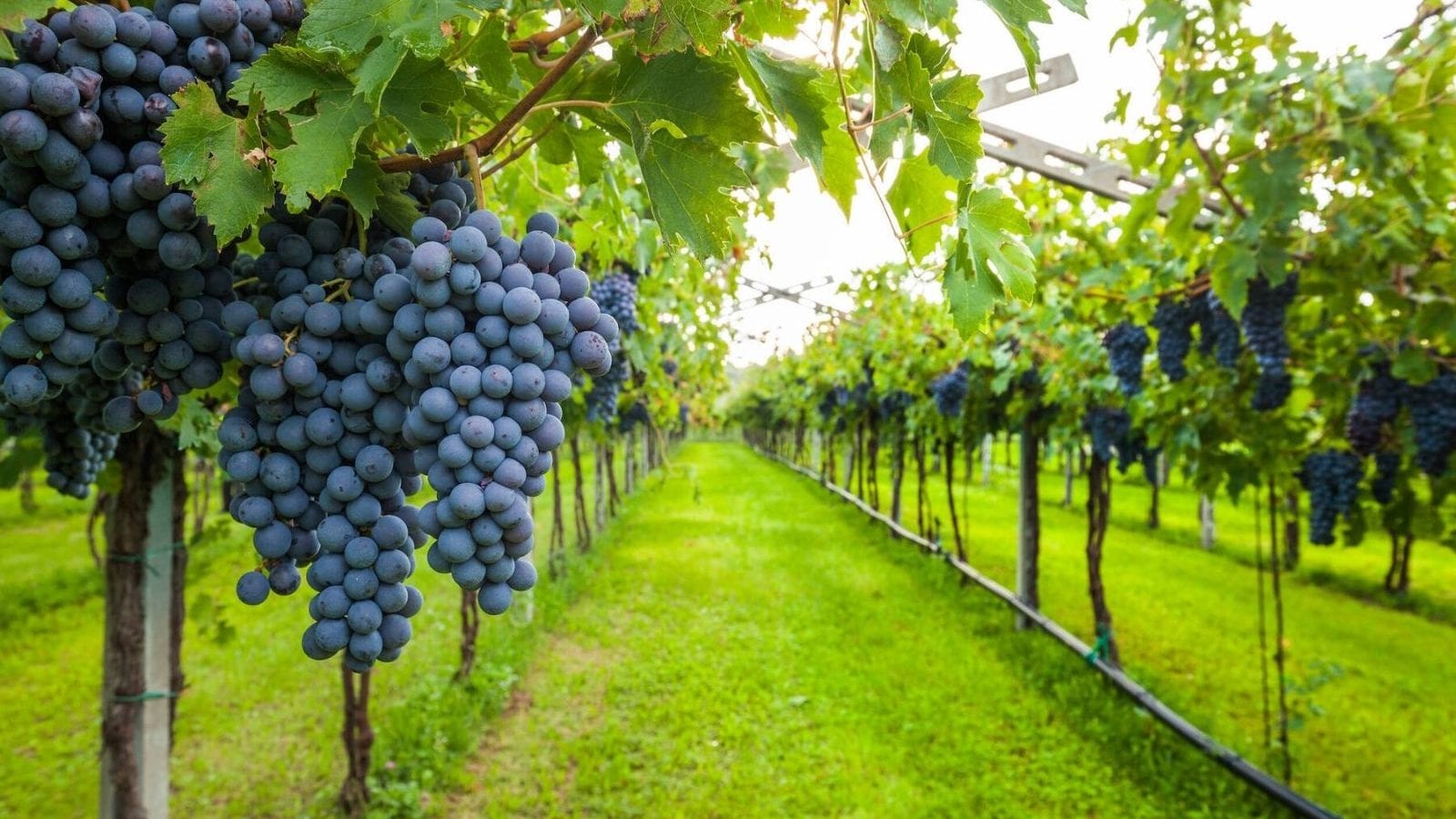 இந்தியாவில் பிரபலமான ஒயின் தயாரிக்கும் திராட்சை தோட்டங்கள் இது தான் ...