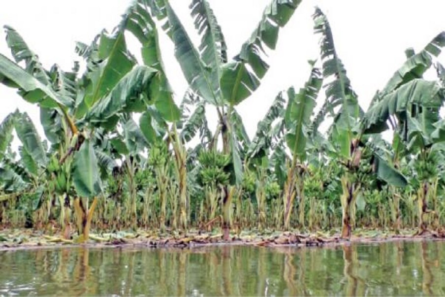திருச்சியில் ஒரு நாள் மழைக்கே 100 ஏக்கர் வாழைகள் மூழ்கின!