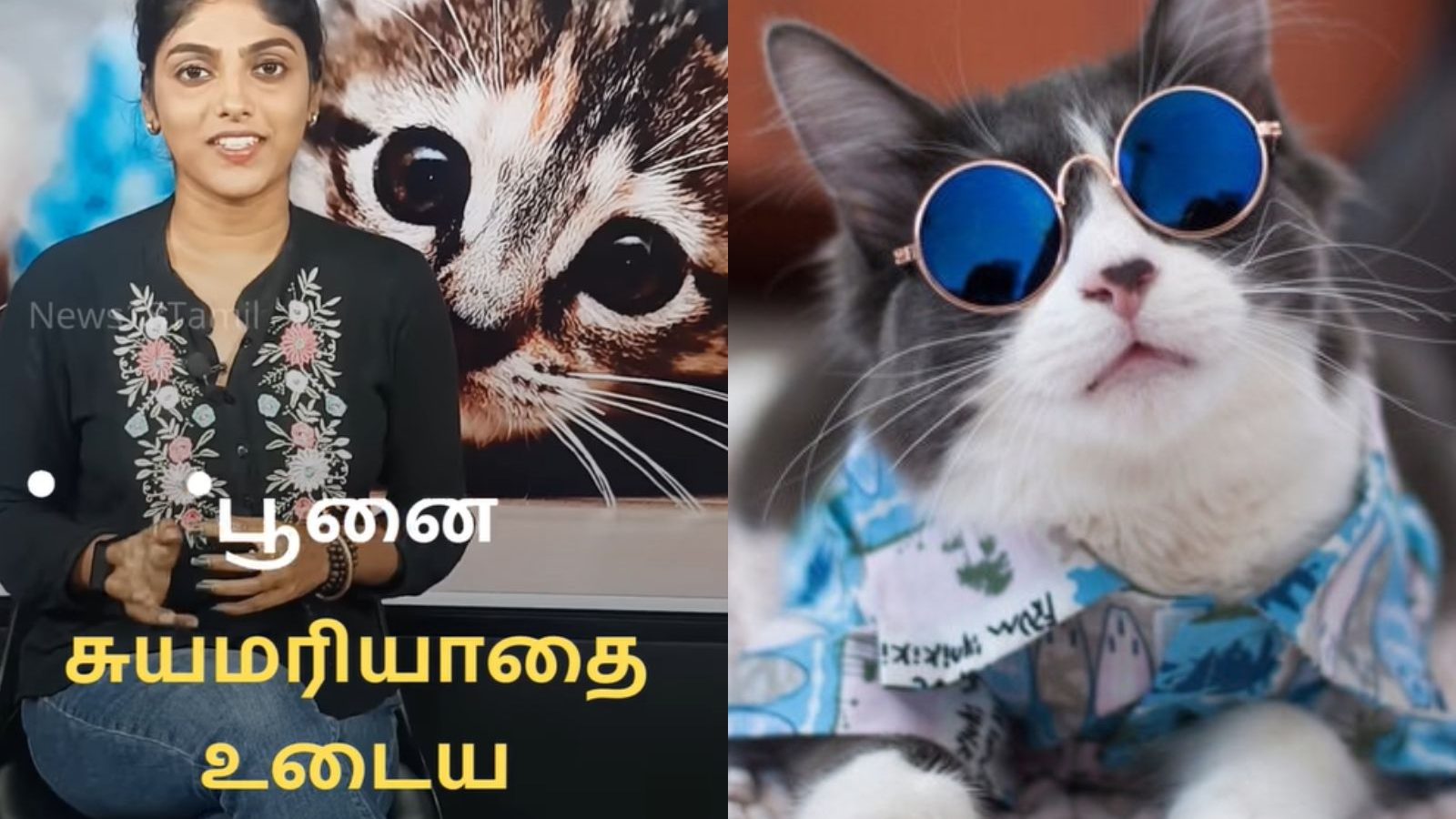 சுயமரியாதை கொண்ட விலங்கு பூனை! சுவாரஸ்யமான தகவல்கள்.. | Lifestyle News ...