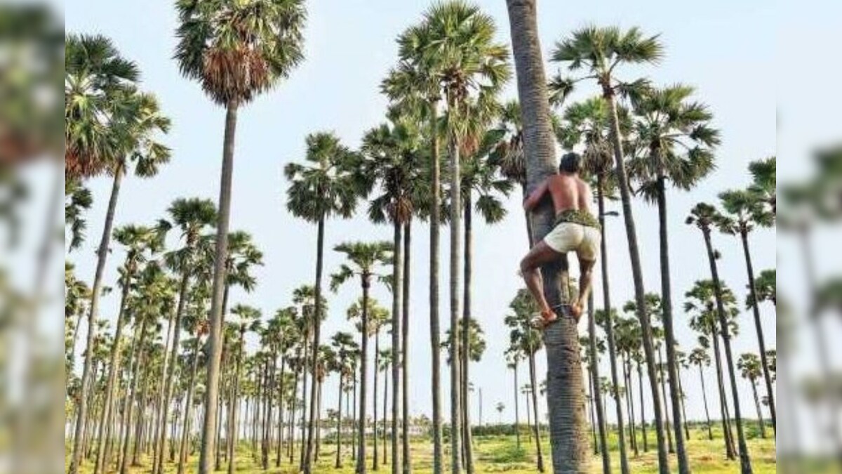 தமிழக வரலாற்றில் தவிர்க்க முடியாத பனைமரம்! – News18 தமிழ்