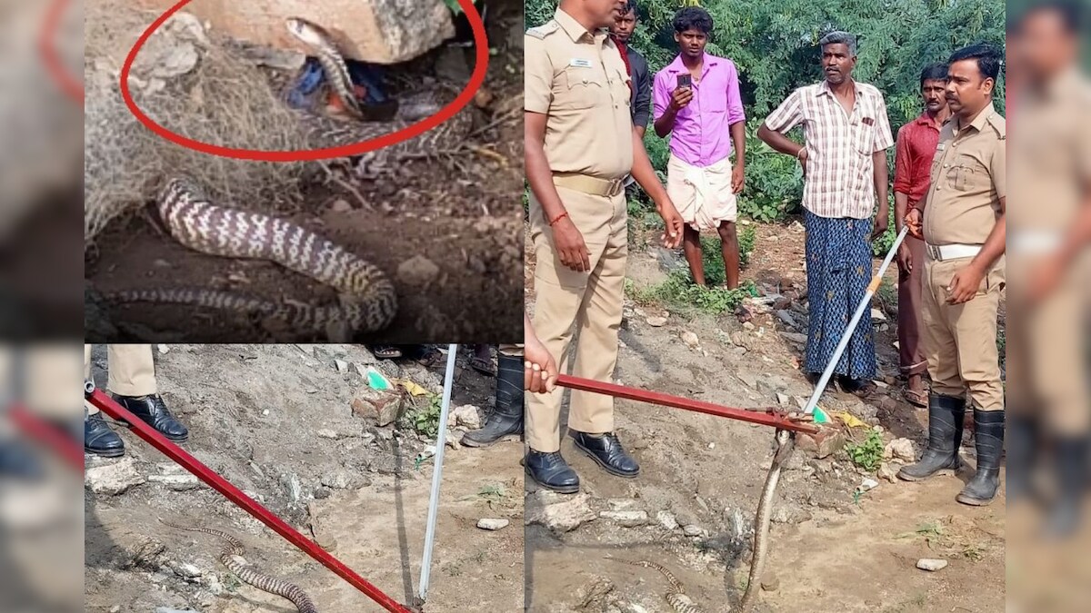 மீன் வளையில் சிக்கிய அரிய வகை பாம்பு.. வேடிக்கை பார்த்த மக்கள் ...