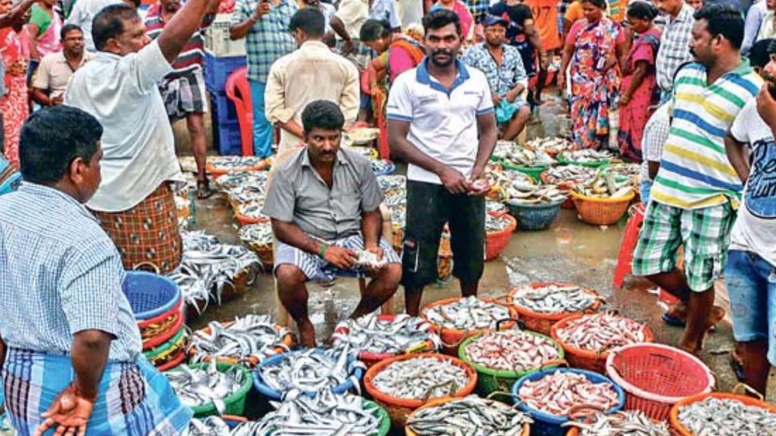 Kasimedu Fish Market : குறைந்தது மீன் விலை - அசைவ பிரியர்கள் மகிழ்ச்சி ...