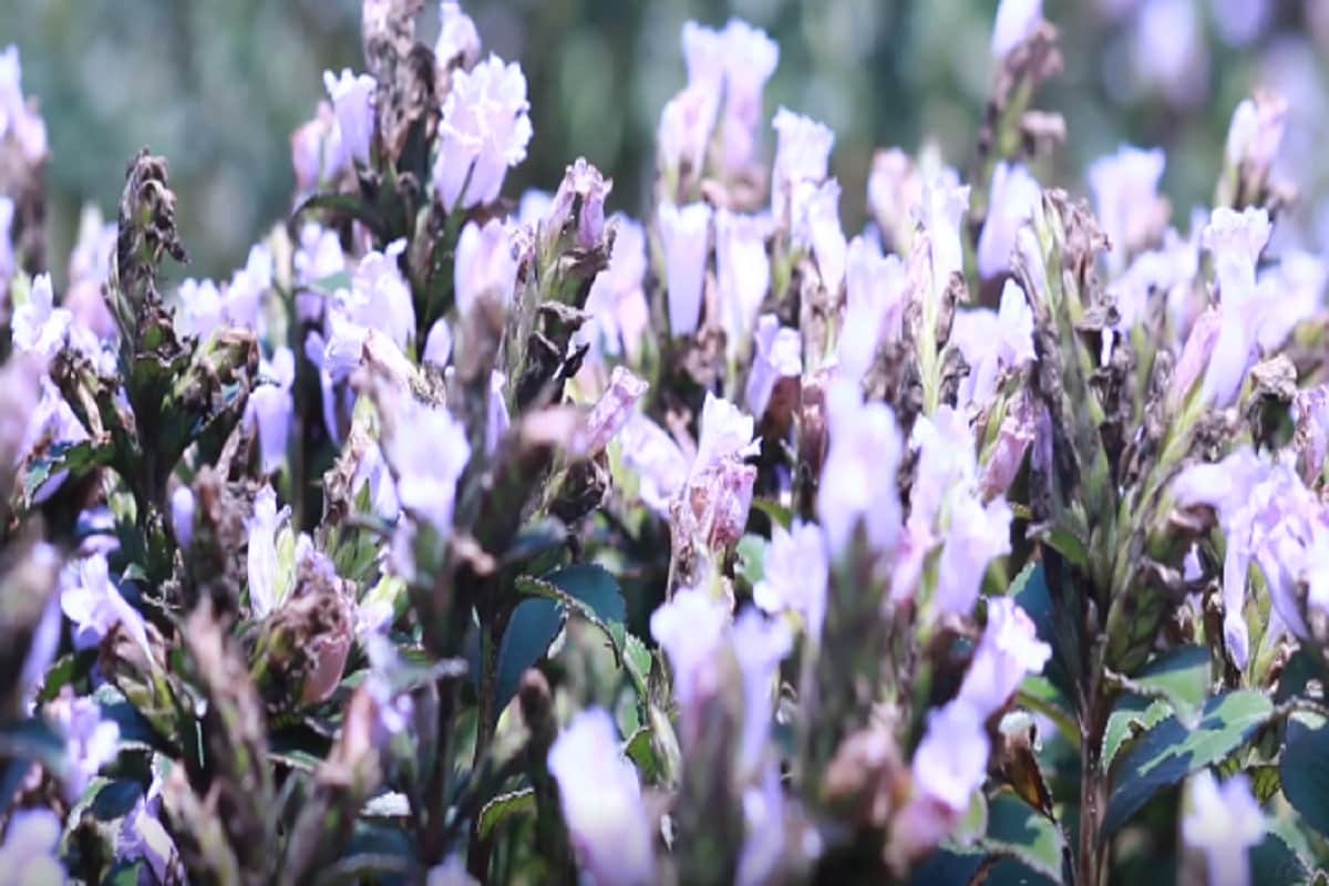 12 வருடங்களுக்கு ஒரு முறை பூக்கும் குறிஞ்சி மலர்கள்..அழகிய போட்டோஸ் ...