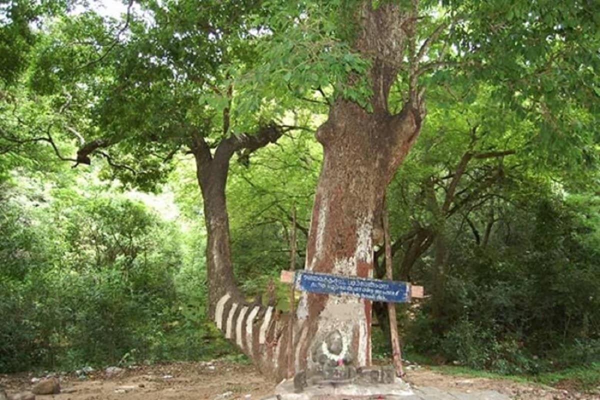 மாமனும் மருமகனும் மருவும் மதுரை மலை - பழமுதிர்சோலைமலை திருத்தலம் ...