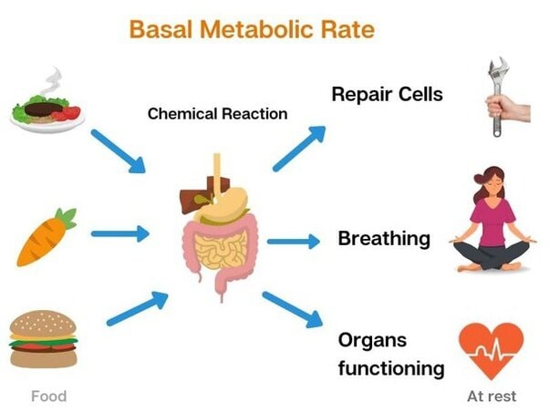 BMI மற்றும் BMR பற்றி தெரிஞ்சுக்கிட்டா ஈசியா உடல் எடையை குறைக்கலாமா ...