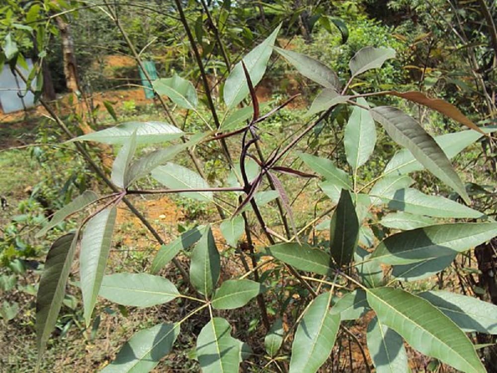 நொச்சி இலை ஆவி பிடிப்பதற்கு மட்டுமல்ல... இத்தனை மருத்துவ குணங்களை ...