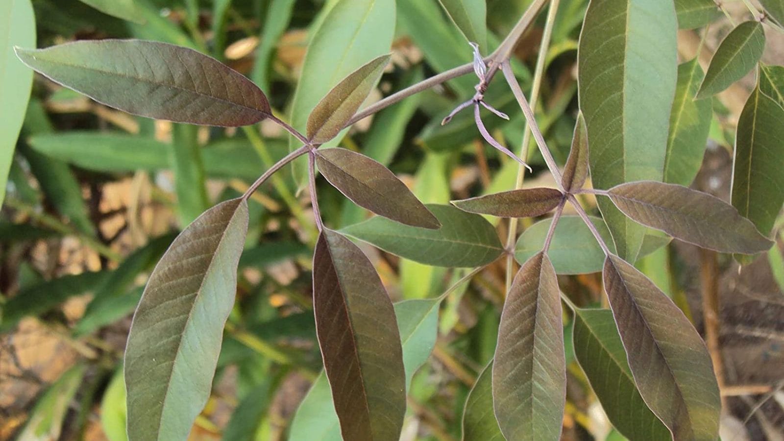 நொச்சி இலை ஆவி பிடிப்பதற்கு மட்டுமல்ல... இத்தனை மருத்துவ குணங்களை ...