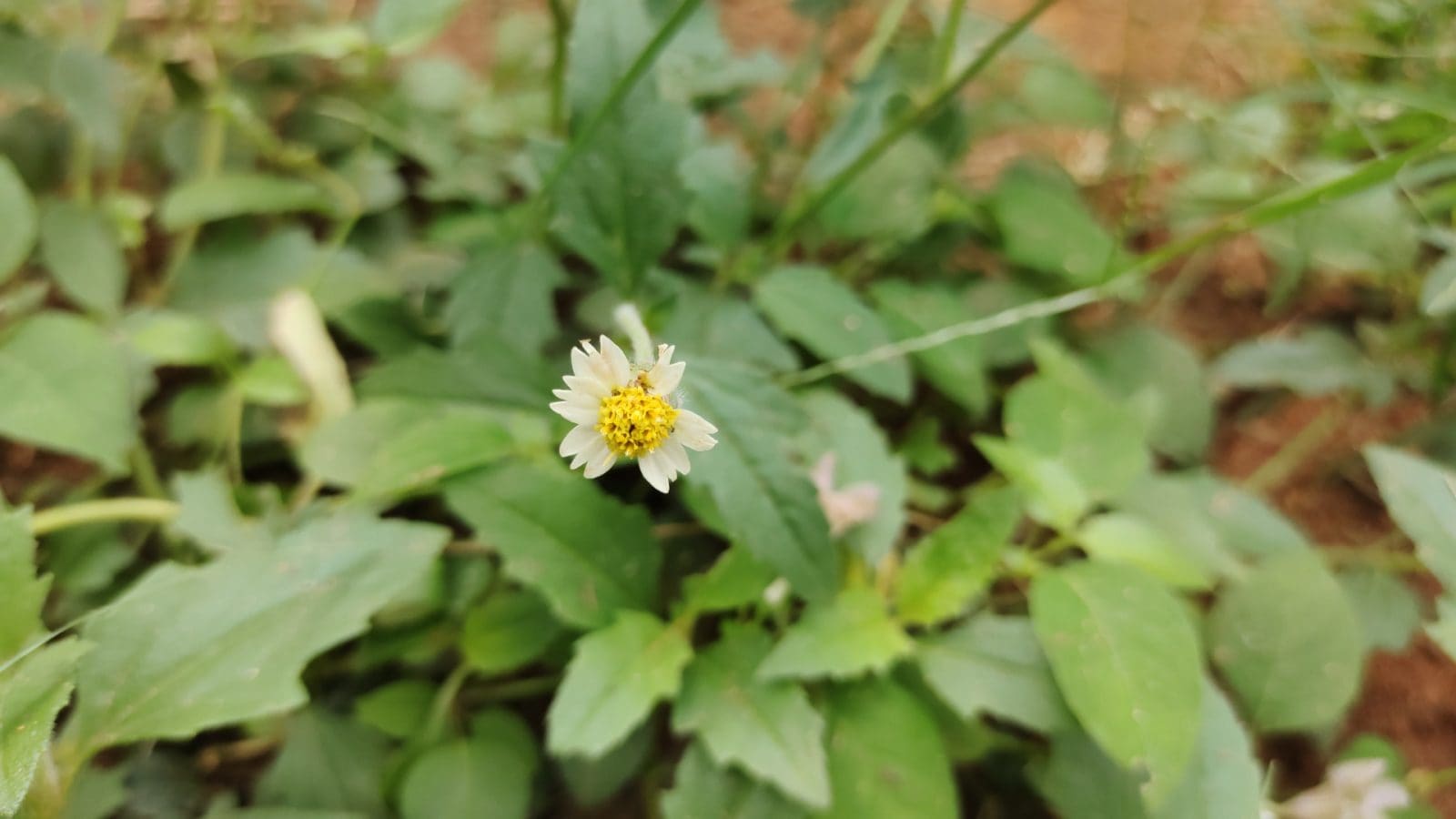 தாத்தா தாத்தா தலவெட்டி.. இந்த மூலிகையின் பயன் தெரியுமா? | Tenkasi News ...