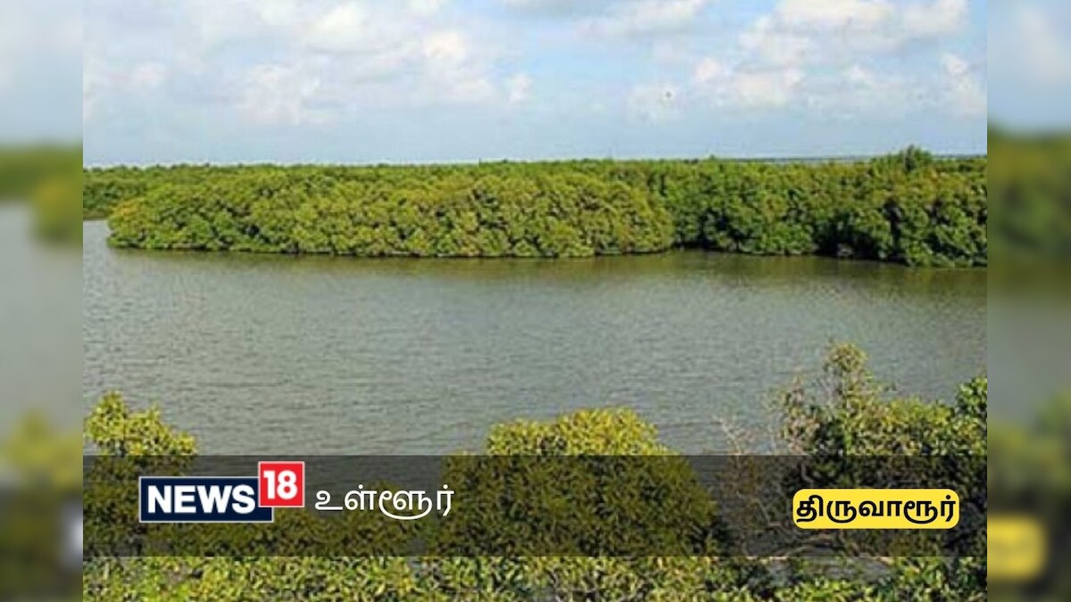 திருவாரூர் மாவட்டம் அலையாத்தி காடுகளுக்கு சுற்றுலா பயணிகள் செல்ல தடை ...