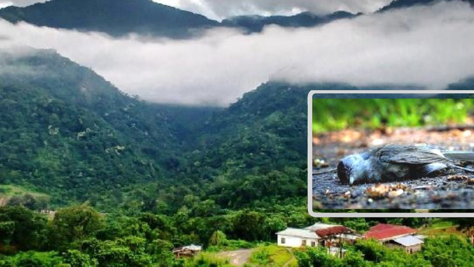 பறவைகள் தற்கொலை செய்துகொள்ள வரும் இந்திய கிராமம்..! விலகாத மர்மம்..