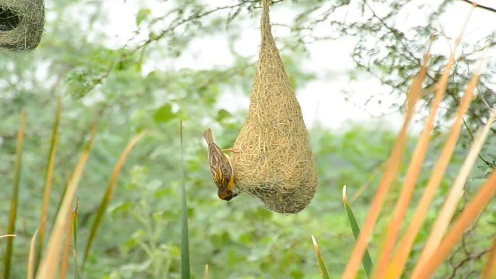 90ஸ் கிட்ஸ்களின் favourite ஆன தூக்கணாங்குருவிகள்.. கூடு கட்டும் அழகை ...